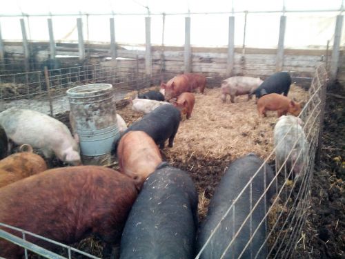 Heritage Breed Hogs | Penn's Corner Farm Alliance